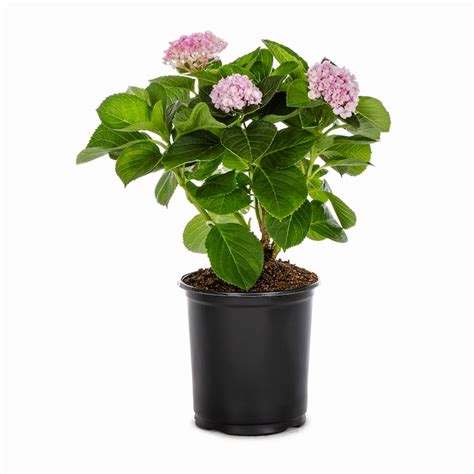 Monrovia Mini Penny Hydrangea Shrub In 3 Gallon In The Shrubs