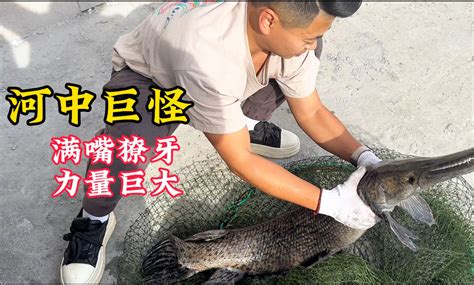 河中巨怪，满嘴獠牙，特别危险 爱养鱼的龙龙 爱养鱼的龙龙 哔哩哔哩视频