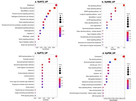 KEGG Pathway Enrichment Based On Differentially Expressed Transcripts