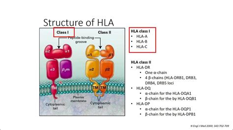Hla Structure 2 Youtube