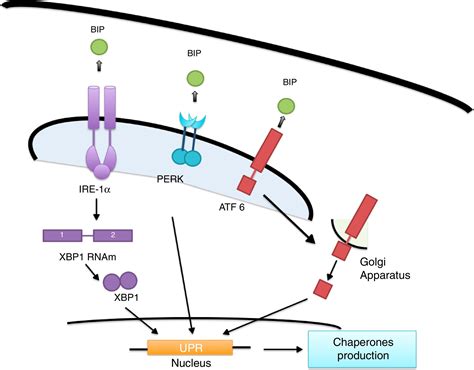 Roles Of Calcium And Mitochondria Associated Membranes In The