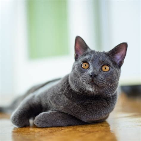 Feline Hyperthyroidism — Rangiora Vet Centre