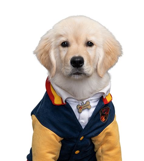 Corazon Pup Academy Wiki Fandom