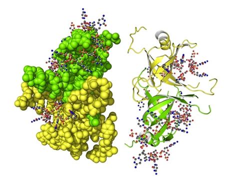 Importance Of Making Single Stranded Dna