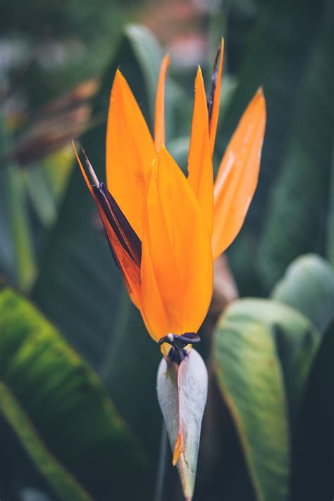 Free Images Blossom Growth Leaf Flower Petal Bloom Spring