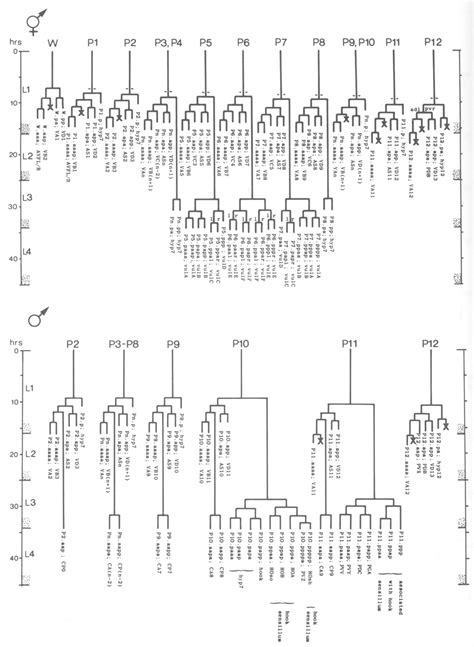 Cell Lineages