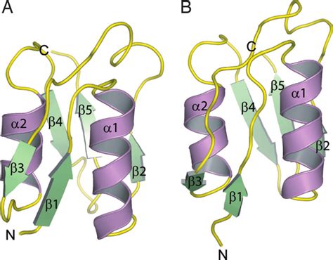 Nmr Structure Of The Signaling Domain The Ribbon Diagram Shows The Download Scientific Diagram