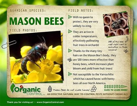 Mason Bees Organic Control Inc