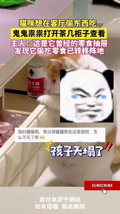 貓咪想在客廳偷東西吃，鬼鬼祟祟打開茶幾櫃子查看，主人：這是它曾經的零食抽屜，發現它偷吃零食已轉移陣地 Cuteanimalcat 萌寵