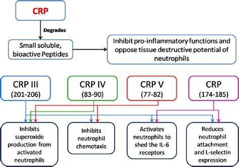 Degradation Products Of Crp And Their Functions Download Scientific Diagram