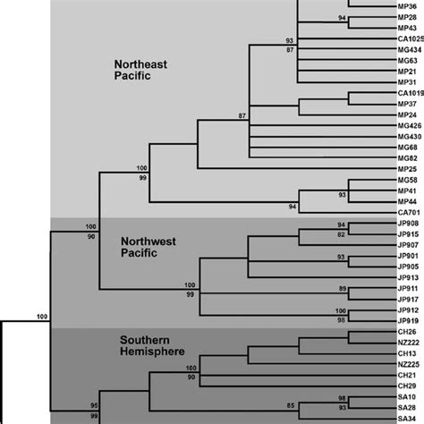 Bayesian Derived Consensus Tree Of Combined Mitochondrial Dna Sequence