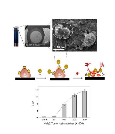 Nanoparticles For Proteins And Cells Detection 2012 Wiley
