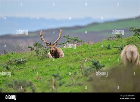Tule Elk Cervus Canadensis Nannodes Stock Photo Alamy
