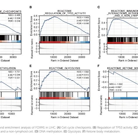 The Scrna Seq Analysis Of The Expression Of Foxm1 In Different Immune