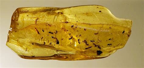 Scientists Discover Cockroach Fossils From The Dinosaur Age Sciworthy