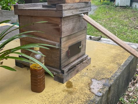 日本ミツバチ分蜂群、入居しました。 番匠 天竜材で木の家を作る浜松の工務店
