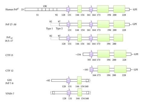 A Schematic Representation Of The Spectrum Of Prp Res Fragments