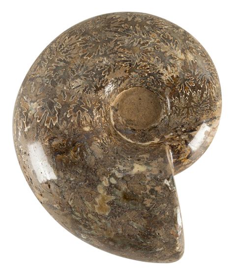 Lot Ammonite Fossil Specimen