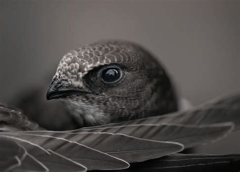 The Heart Stopping Beauty Of The Swift By Chloe Hope