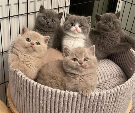 Милые котики