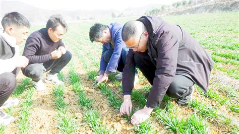 南召：小麦春管正当时 农技把脉开良方工作动态南阳市农业农村局