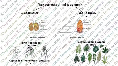 Класифікація покритонасінних рослин 7клас НУШ Презентація Біологія