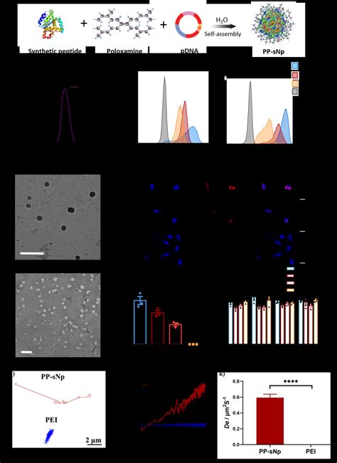 Characterization And In Vitro Evaluation Of Pdnapp Snp A Schematic