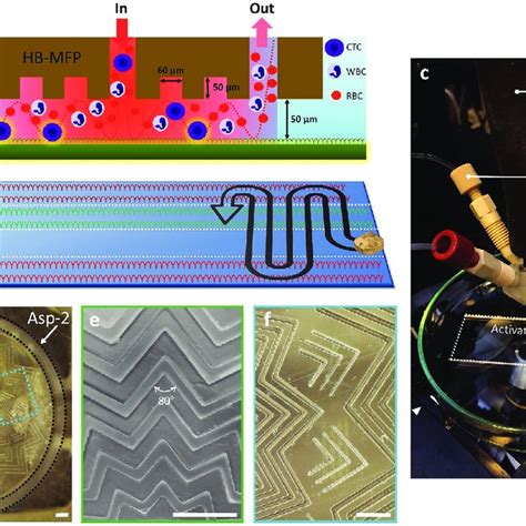 The Herringbone Microfluidic Probe Hb Mfp A The Schematic Depicts
