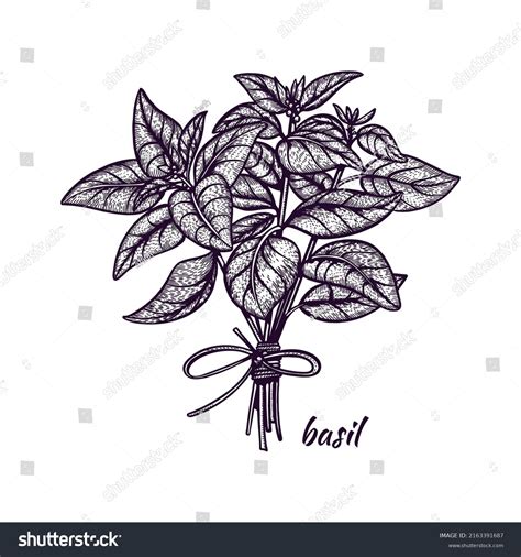 Basil Spice Illustrations Handdrawn Vector Illustration Stock Vector