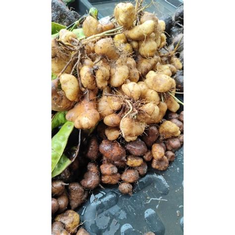 Ubi Itik Tempatan 1 Kilo Shopee Malaysia