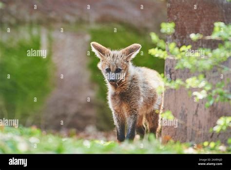 Profil Und Frontal Kind Fotos Und Bildmaterial In Hoher Auflösung Alamy