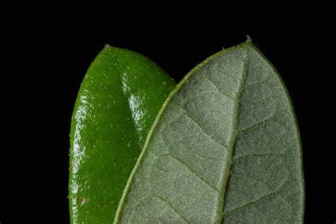 Quercus Minima Dwarf Live Oak Oaks North Carolina Extension