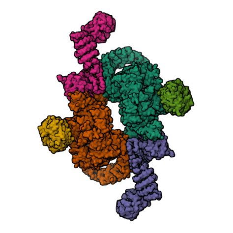 Rcsb Pdb 5h64 Cryo Em Structure Of Mtorc1