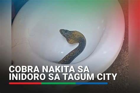 Cobra Nakita Sa Inidoro Sa Tagum City Abs Cbn News