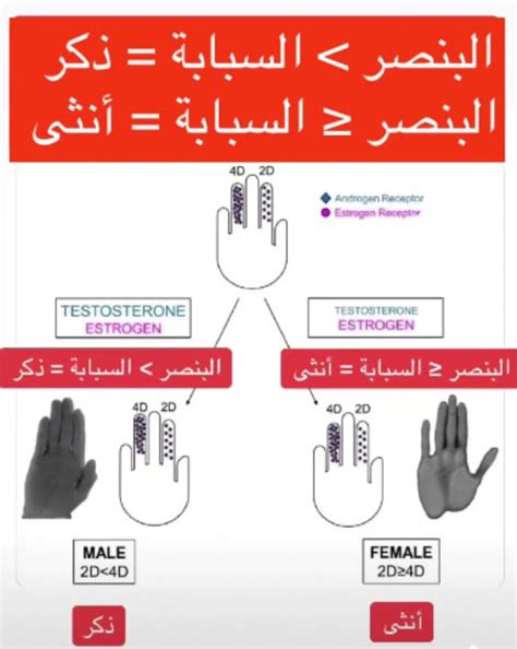 حتى لا تنخدع الفرق بين إصبع البنصر لدى الذكر و الأنثى المتحولون من
