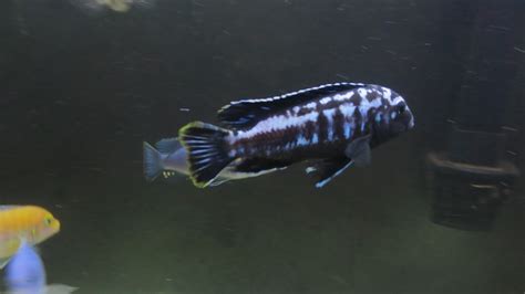 Pseudotropheus Interruptus Alchetron The Free Social Encyclopedia