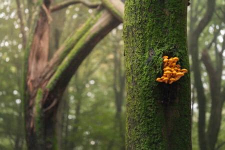Photographing Mushrooms In Their Natural World PetaPixel
