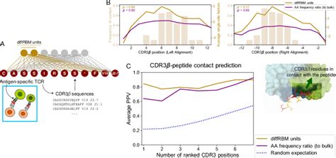 Diffrbm Model Of Tcr Epitope Specificity And Structural Interpretation Download Scientific