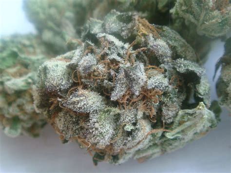 Ubc Chemo Strain Review Chefgreenthumb