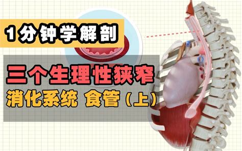 1分钟学解剖消化系统 食管上三个生理性狭窄还记得吗假期学习打卡每日一记评论区还有小作业哦 哔哩哔哩 bilibili