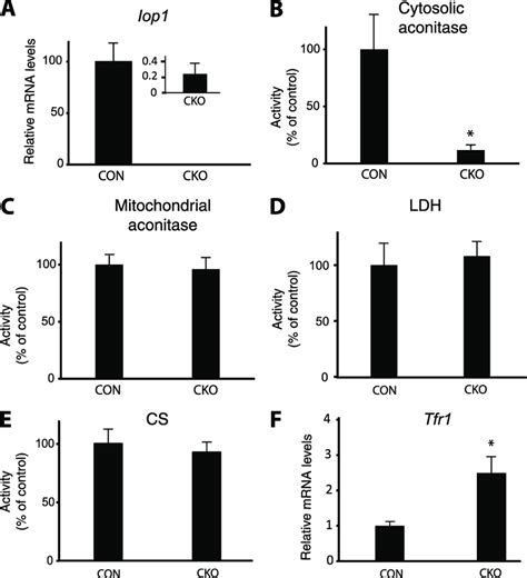 Acute Deletion Of Iop1 In Adult Mice Control Con Iop1 Ff Or