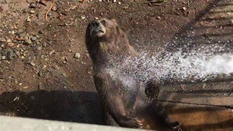 Izzy Enjoying Water R Bears