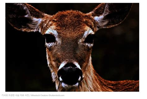 디즈니 ‘아기 사슴 밤비 가 공포영화로 Gisa 유머 움짤 이슈 에펨코리아