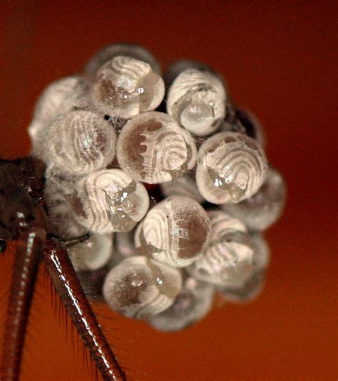 Eggs With Legs Spider At Brodie Bolden Blog