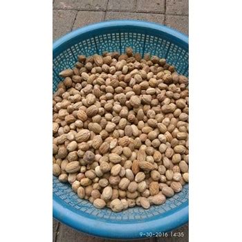 Jual Beli Biji Pala ABCD Dan SS Indonetwork