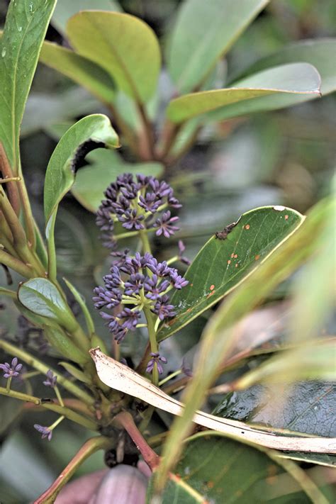 Daphniphyllum Plant1 Daphniphyllaceae