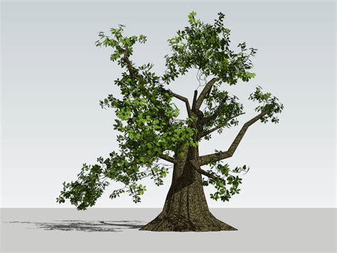 Old Oak Tree Sketchup 3d Model Skp File Download Sketchupbox