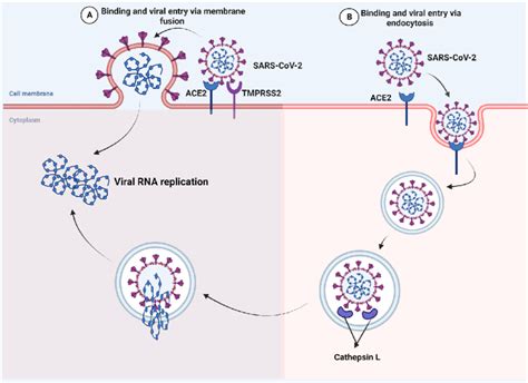 Routes Of Severe Acute Respiratory Syndrome Coronavirus 2 Sars Cov 2