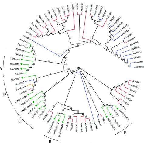 Phylogeny Analysis With 15 Tdadhs With Deduced Amino Acid Sequences