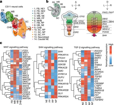 Developmental Landscape Of Neural Cells From Monkey Embryos A Umap